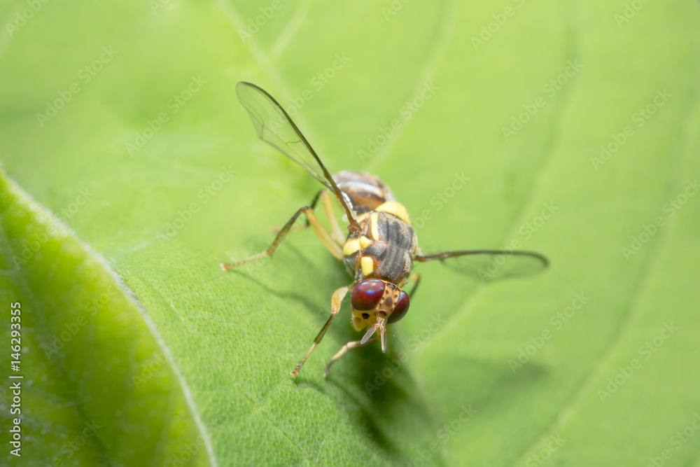 Close up photos of fruit fly Stock Photo | Adobe Stock