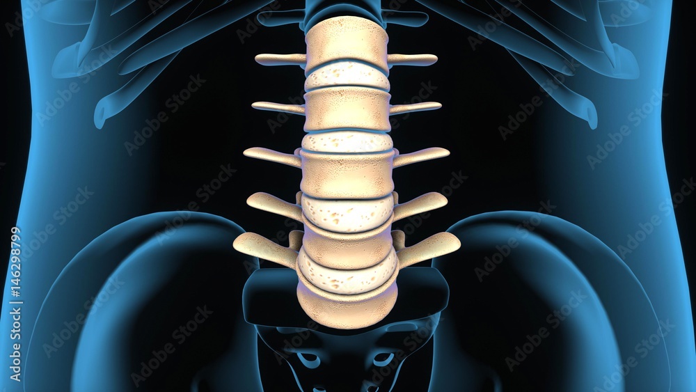 Human Spine x-ray view 3D illustration, Stock Illustration | Adobe Stock