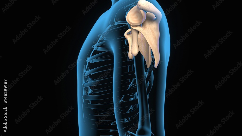 3d illustration of human body scapula anatomy Stock Illustration ...
