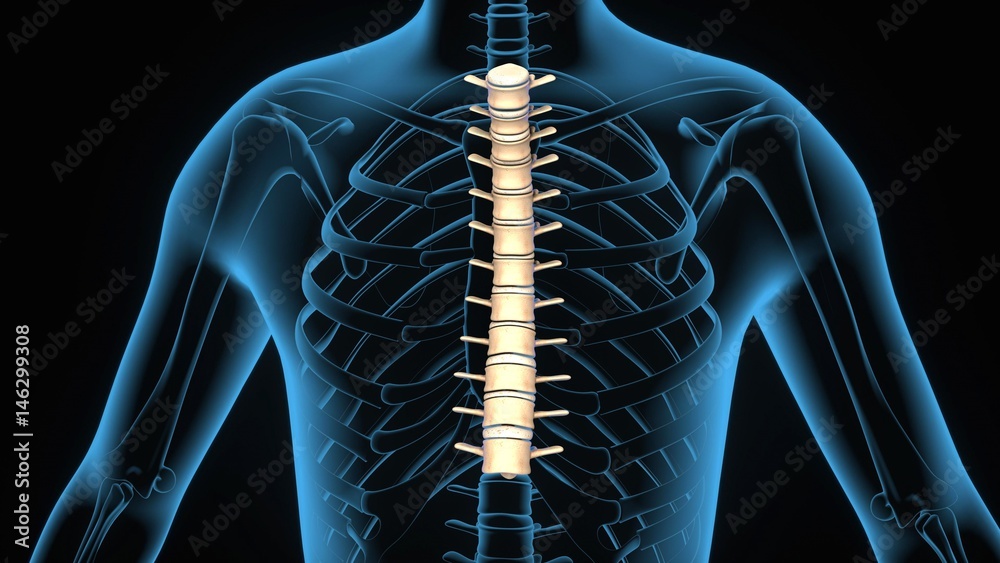 3d illustration of human body thoracic anatomy Stock Illustration ...