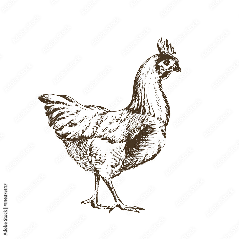 sketch vector illustration of chicken Stock Vector | Adobe Stock