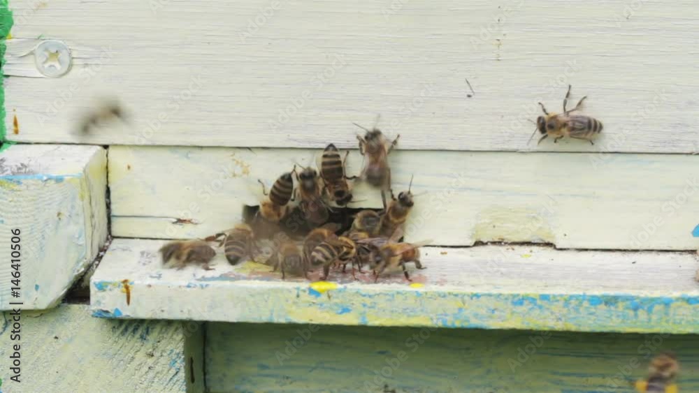 Close up front view of light colored beehive with honey bees flying in ...