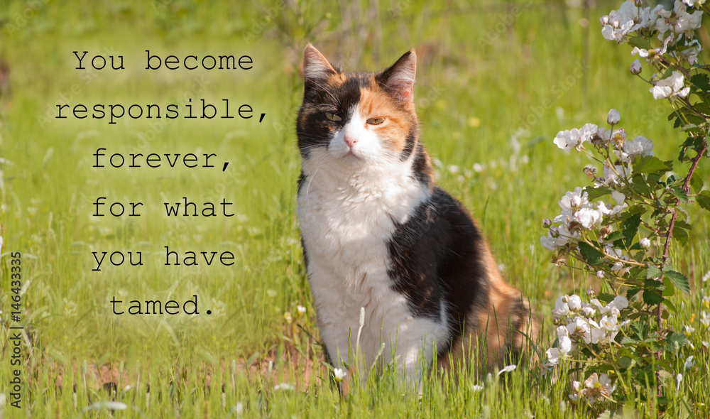 Beautiful Cat Quotes