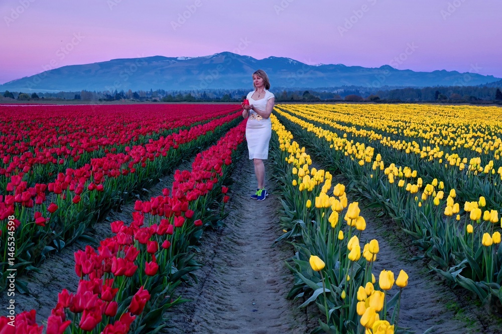 Tulip Fields Seattle