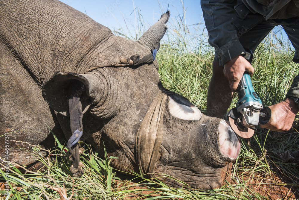 Dehorning Black Rhino for conservation Stock-Foto | Adobe Stock