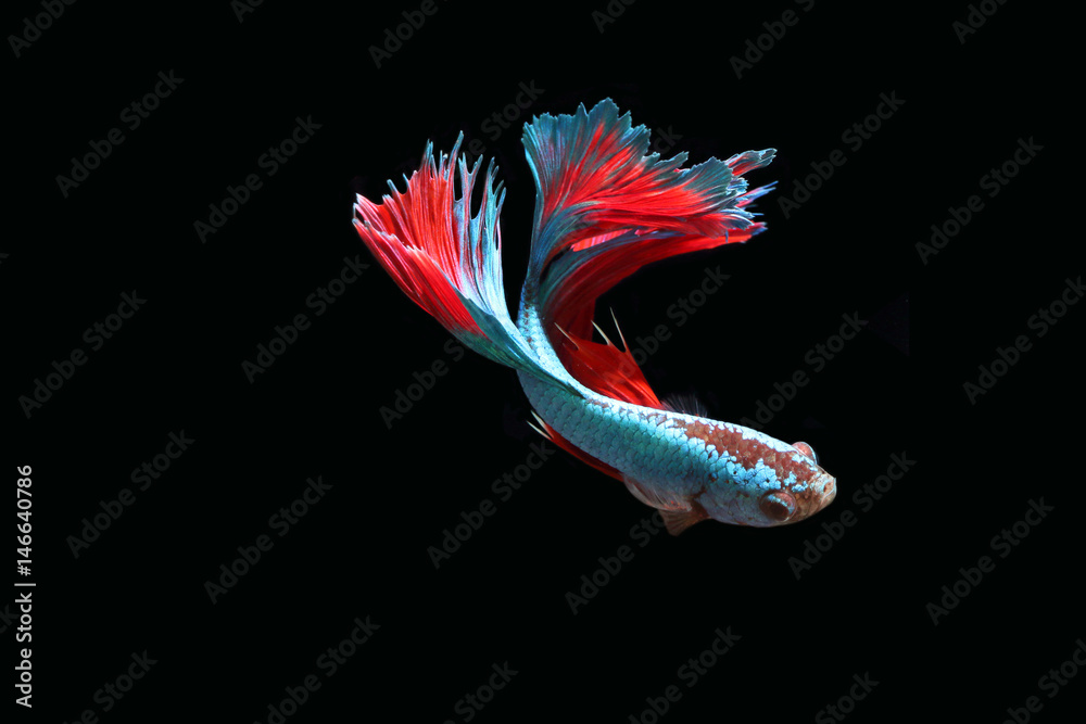 Blue fighting fish Stock Photo | Adobe Stock