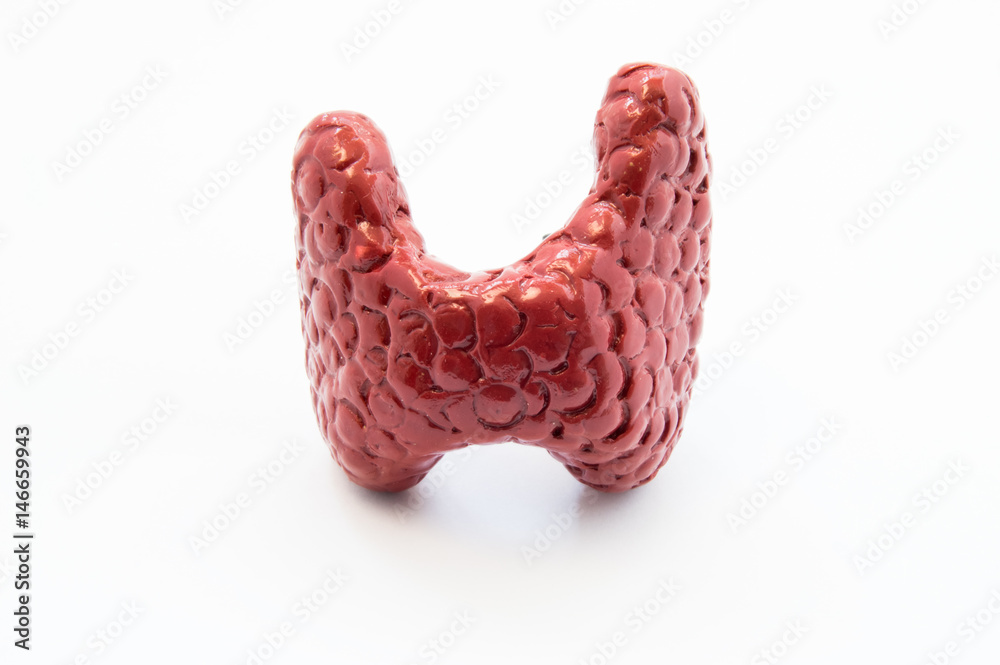 Anatomical model human thyroid gland closeup front isolated on white ...