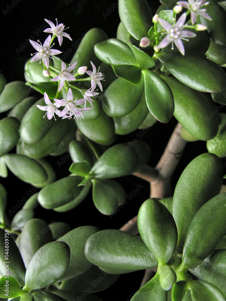 Crassula Ovata Flower