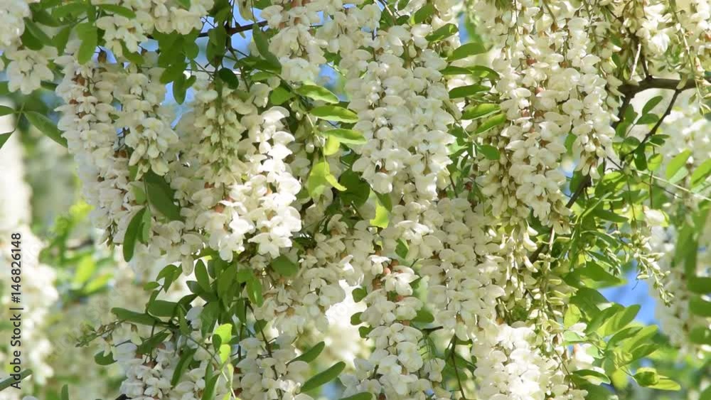 Acacia Akaciasläktet Akaasiat Акация Acácia Akácia שיטה Akacie Wideo ...