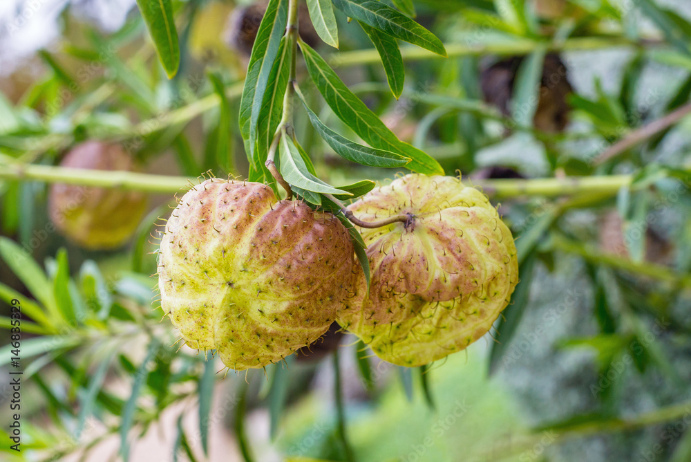 Gomphocarpus physocarpus known as balloon plant cotton bush milkweed ...