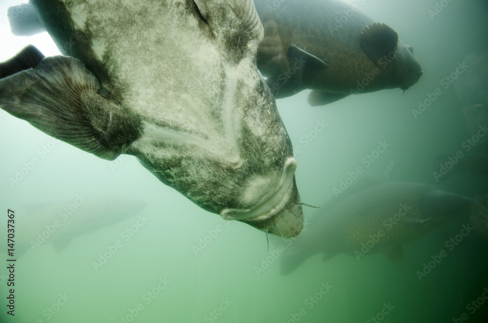 Detailed view of Sturgeon fish Huso Huso in water with sky background ...