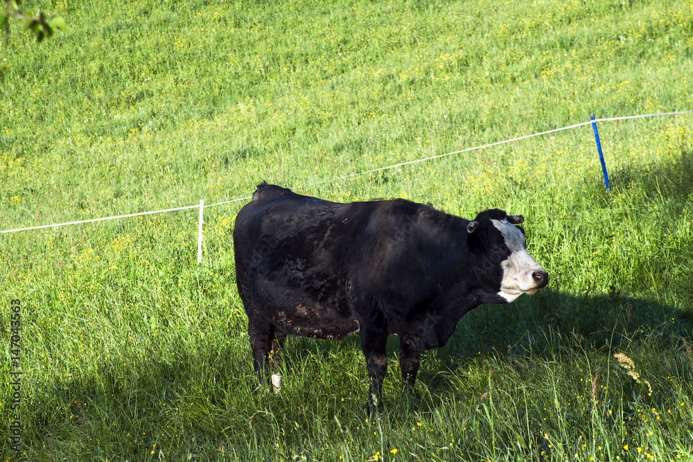 Foto Stock La mucca pascola in mezzo al prato verde di tenera erbetta ...