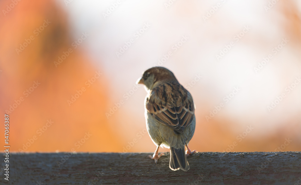 Vogel sitzt auf Baumstamm im Herbst und zeigt seinen Rücken Stock Photo ...