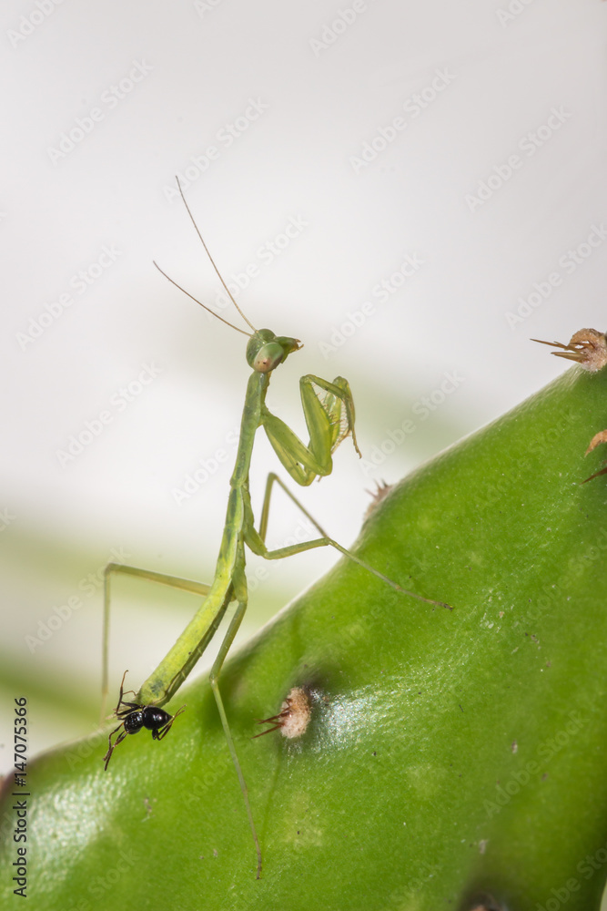 Praying Mantis Nymph