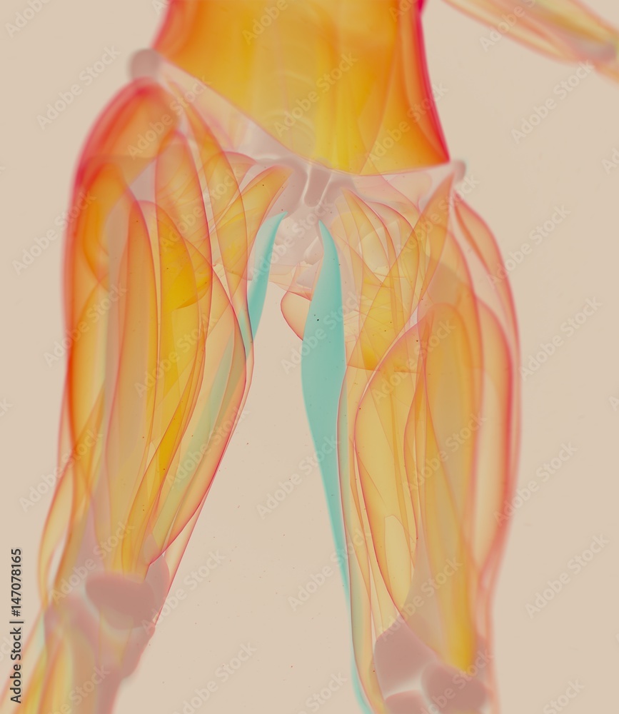 Gracilis Muscle. Female muscle anatomy. 3d illustration Stock ...