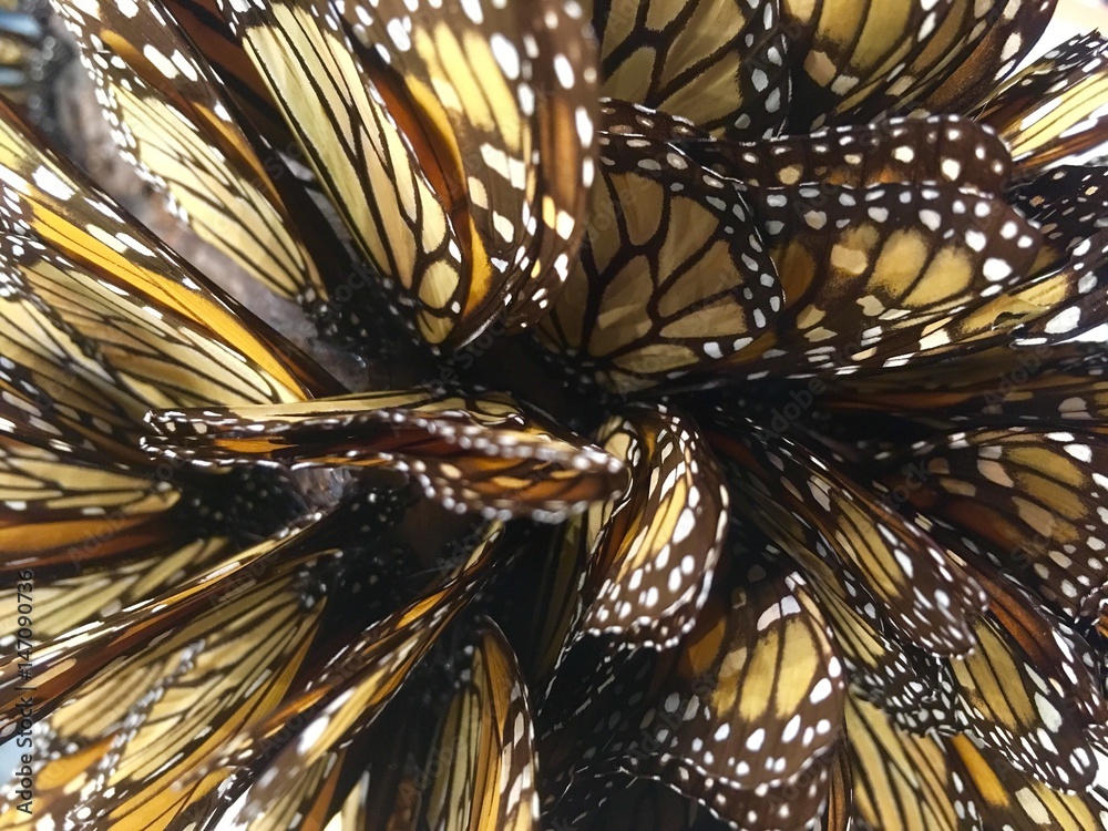 monarque Stock Photo | Adobe Stock