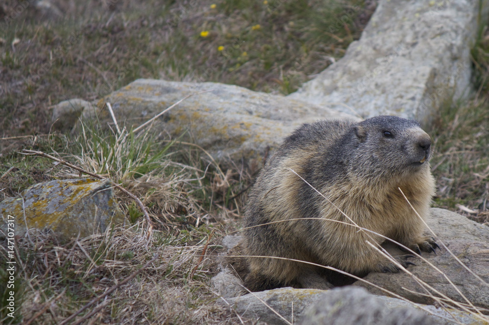 Foto Stock Marmotta | Adobe Stock