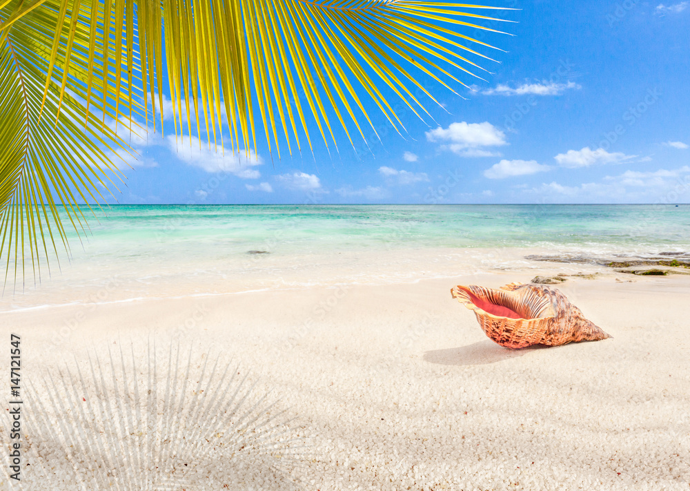palme de cocotier et coquillage sur plage de sable blanc à l'île ...