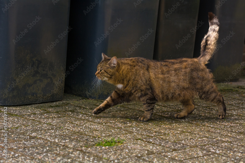 Eine Katze läuft an Mülltonnen vorbei Stock-Foto | Adobe Stock
