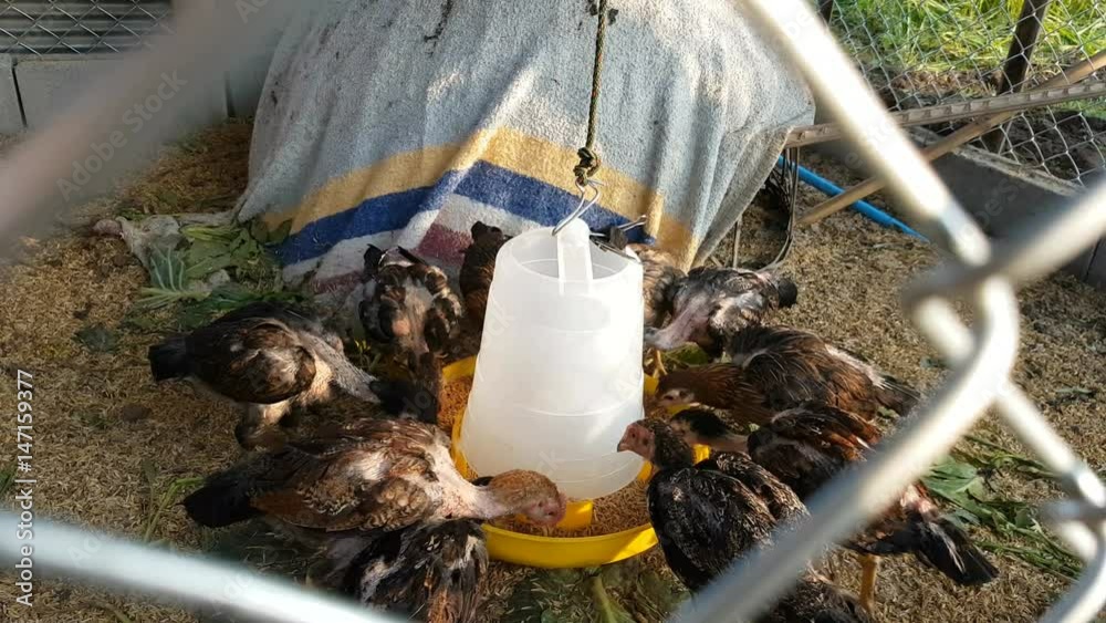 4K close-up young chicken eating in a pen with wire fence foreground ...