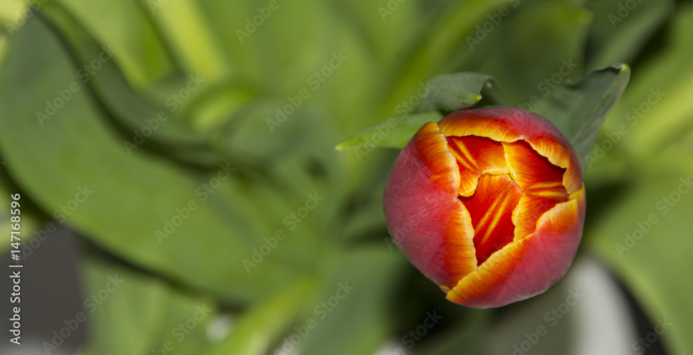 Tulpe Von Oben