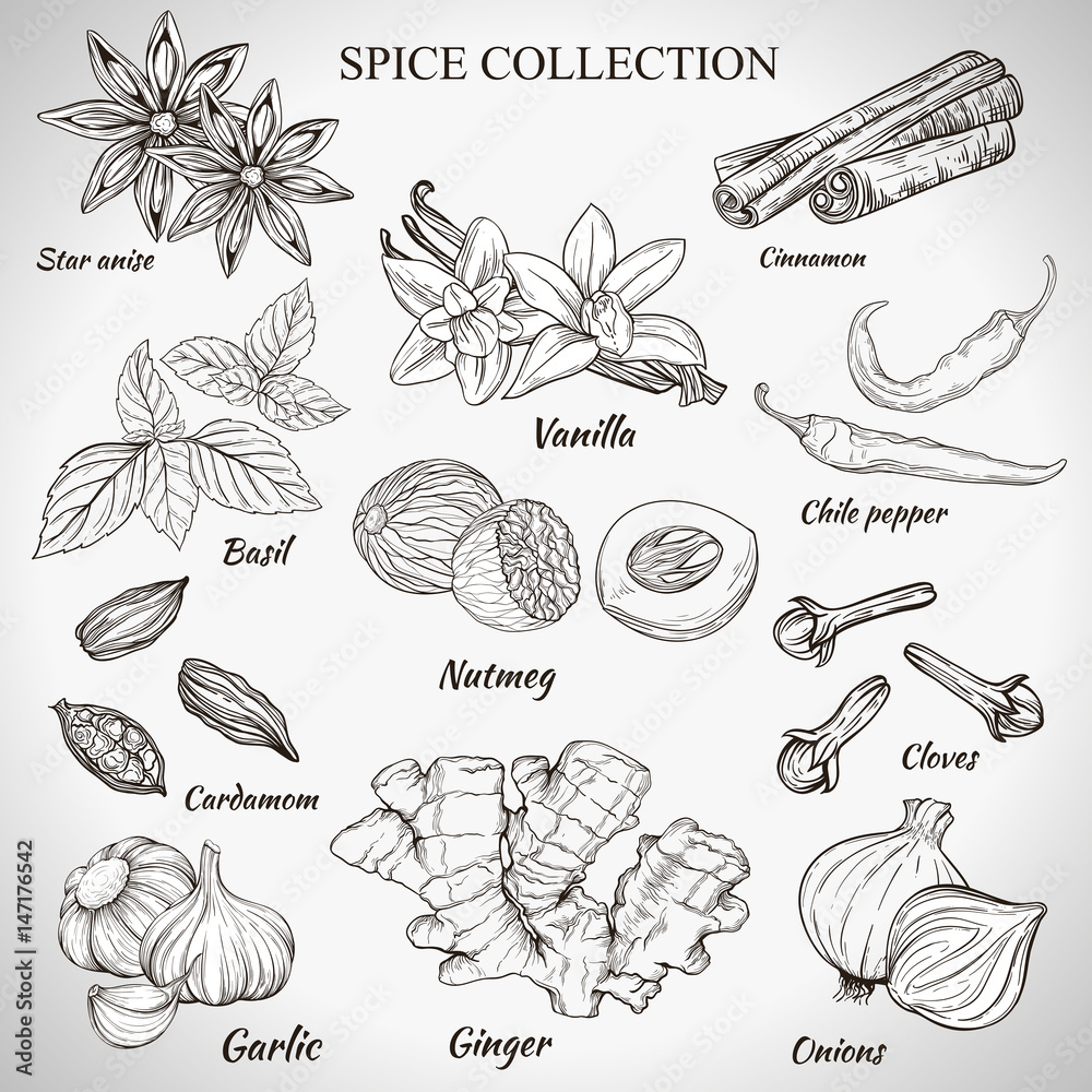 Vector set of outline hand work of various spices isolated on white ...
