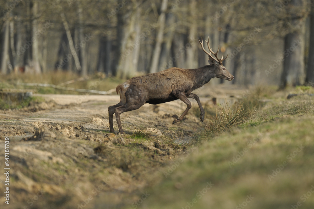 cerf Stock-Foto | Adobe Stock