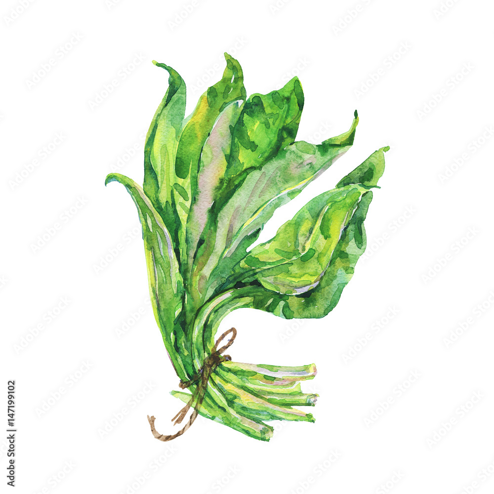 Painting ramson. Hand drawn isolated fresh greenery. Watercolor ...