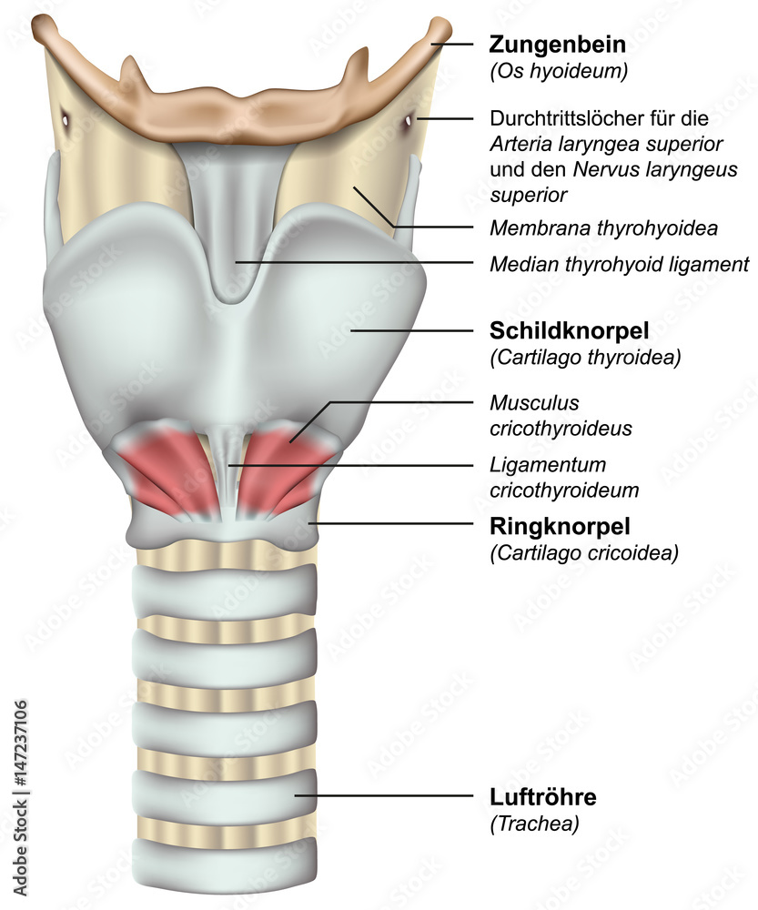 Anatomie Kehlkopf mit deutsch lateinischer Beschreibung, vektor ...