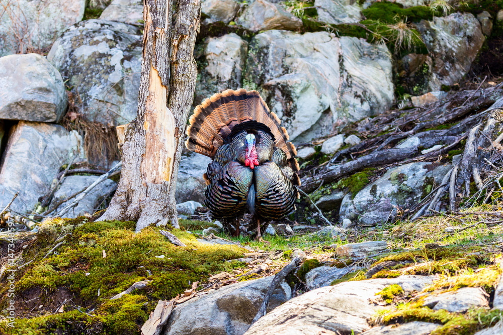 Fotografia do Stock: The turkey is a large bird , which is native to ...