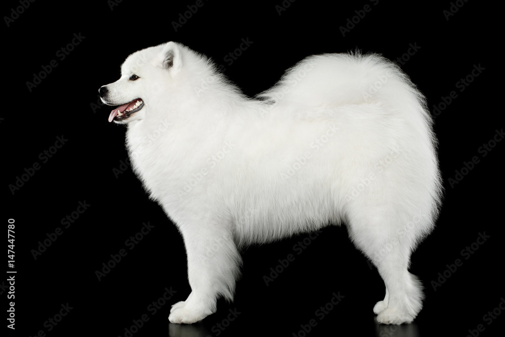 Samoyed Dog Standing side view isolated on Black background Stock Photo ...