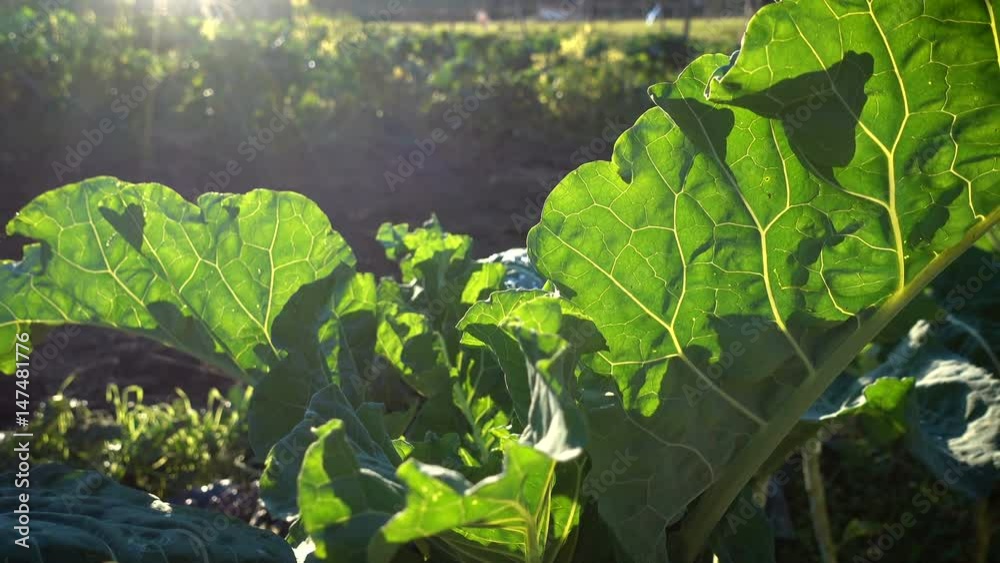 Big leaf of collard plant growing on a field in an organic farm at the ...