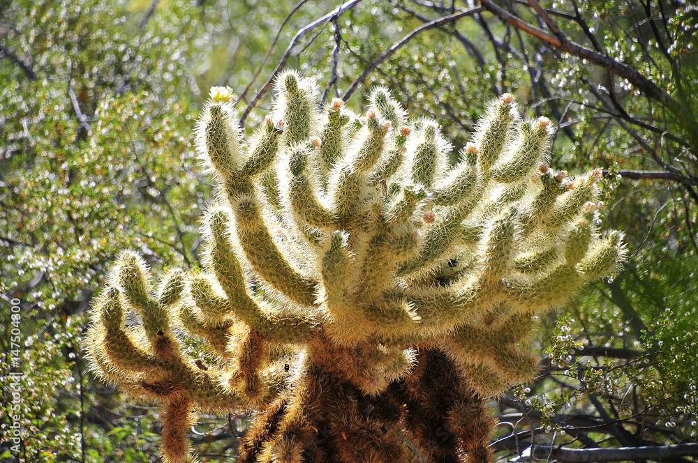SONORAN DESERT ARIZONA JUMPING CHOLLA CACTUS PLANT THORNS SPINES Stock ...