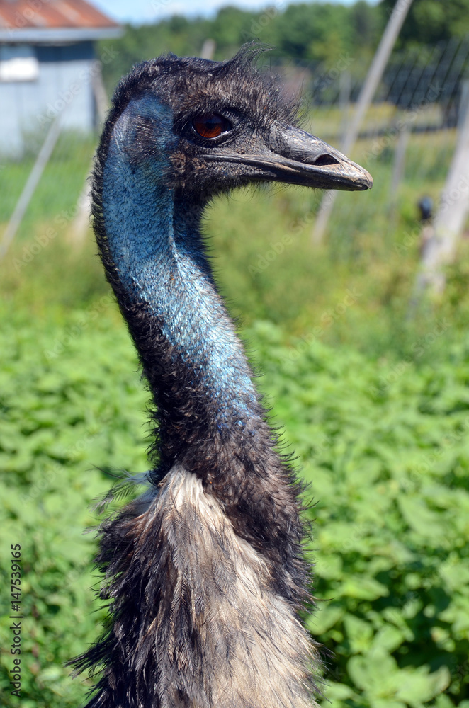 The emu is the largest bird native to Australia and the only extant ...