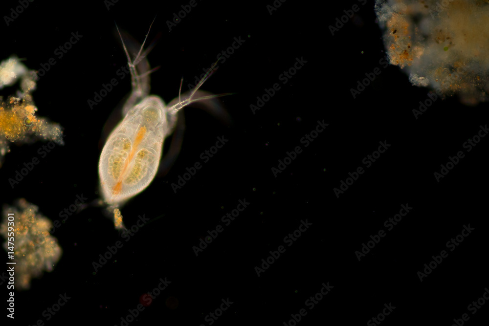 Marine Zooplankton