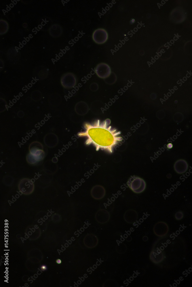 micro, algae, protist, euglena, phytoplankton, plankton, pellicle ...