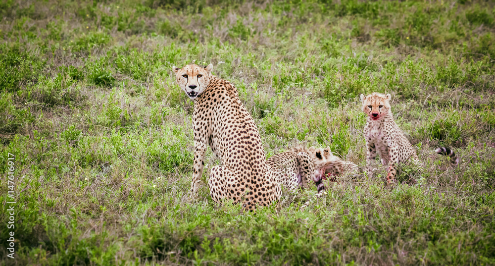 Cheetah Eating Prey