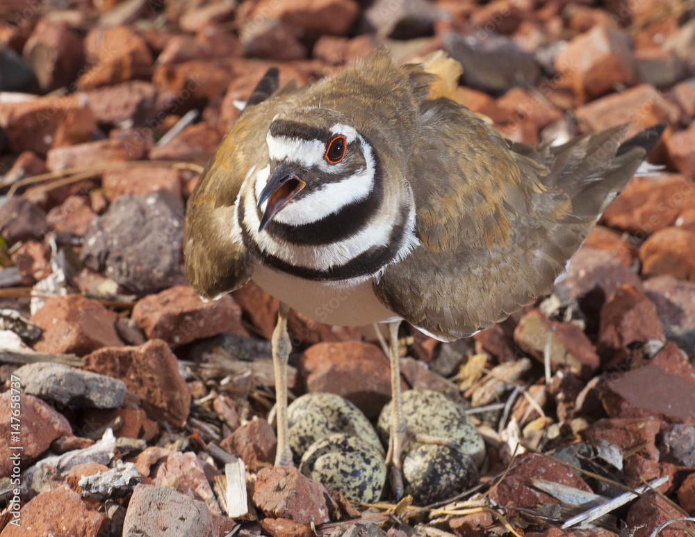 Killdeer defending its nest Stock Photo | Adobe Stock