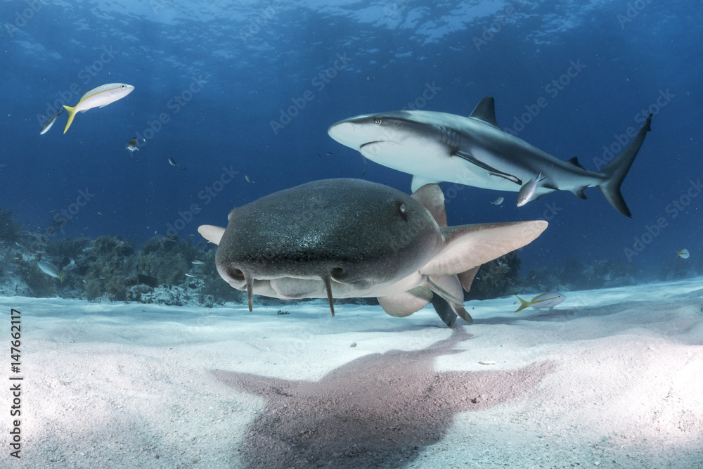 Pile of sharks Stock Photo | Adobe Stock