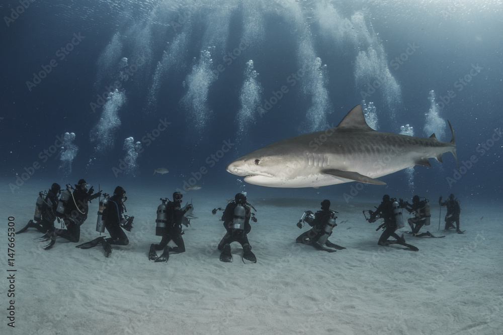 Group of divers looking at tiger shark at bottom of sea Stock Photo ...