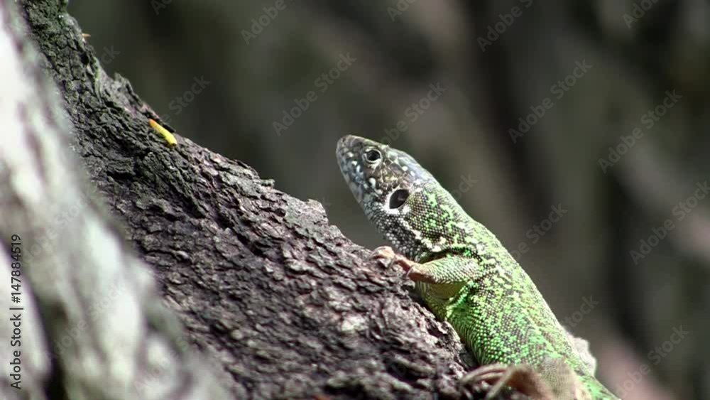 Lizard on a tree in wild nature Stock Video | Adobe Stock