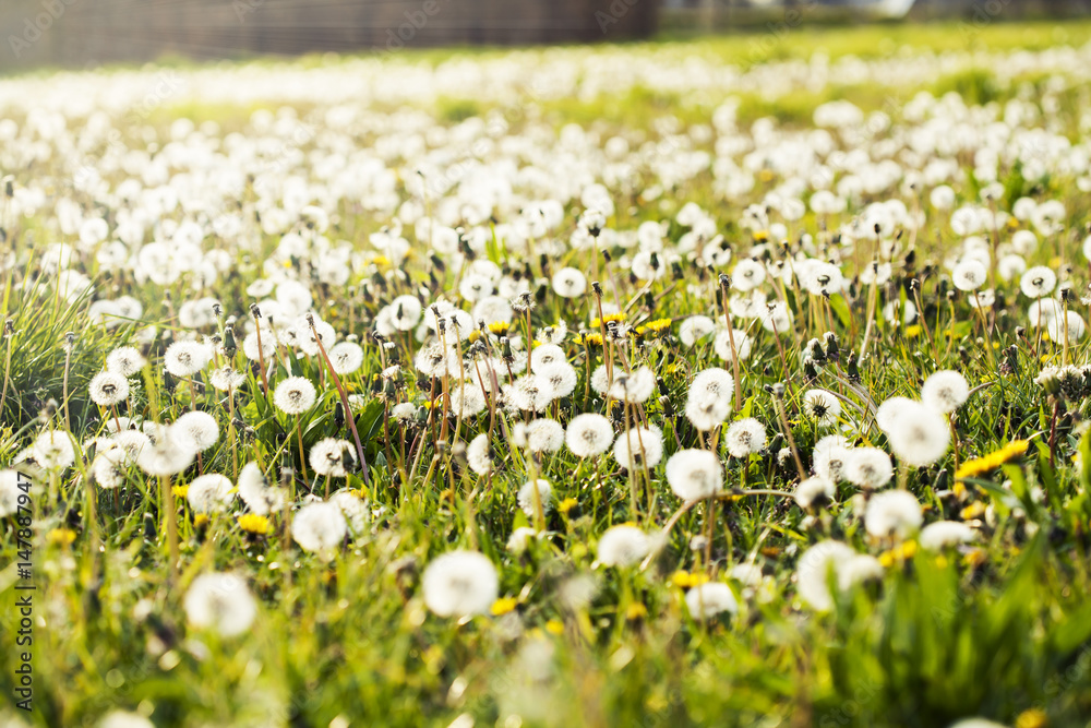Dandelion Field Tumblr