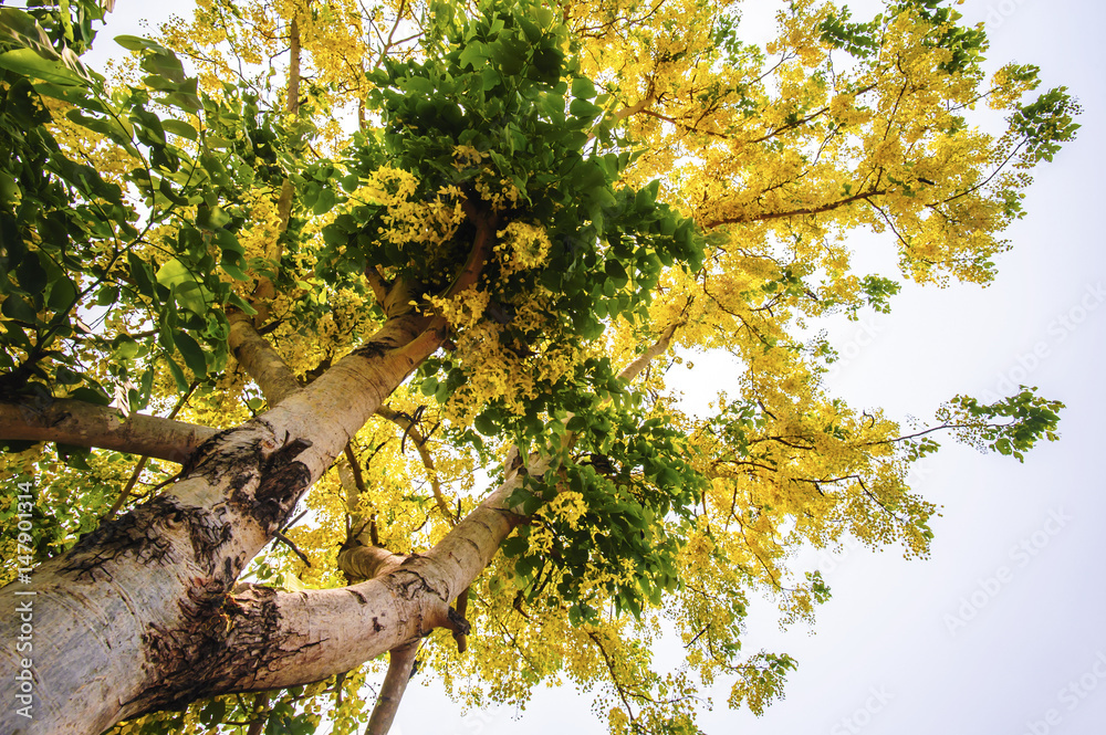 cassia fistula tree Stock Photo | Adobe Stock