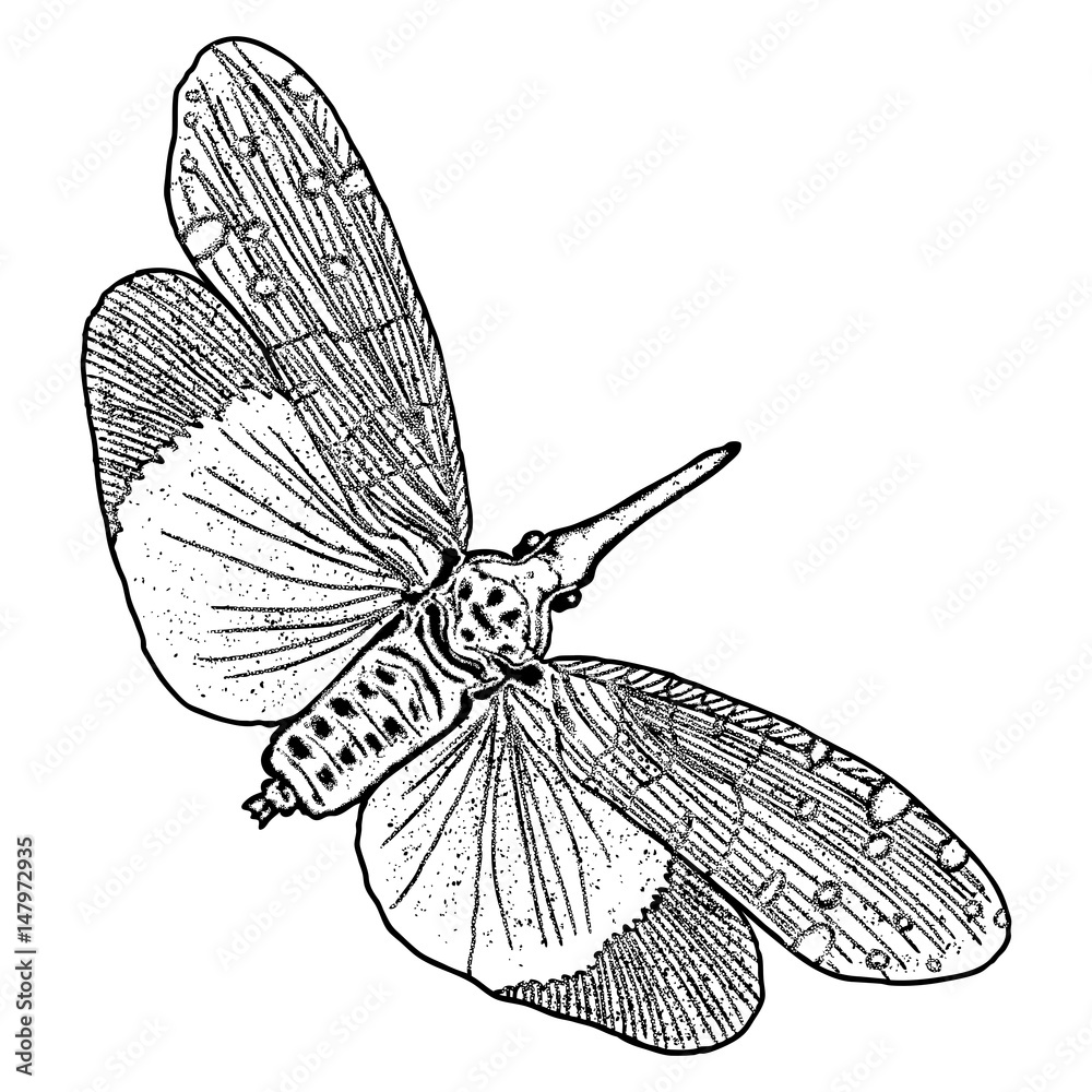 Insect with wings, flying bug. Vintage old hand drawn stippling and ...
