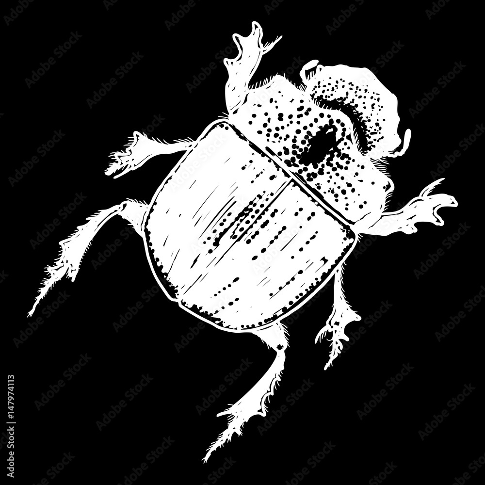 Insect, bug, scarab beetle. Vintage old hand drawn stippling and ...