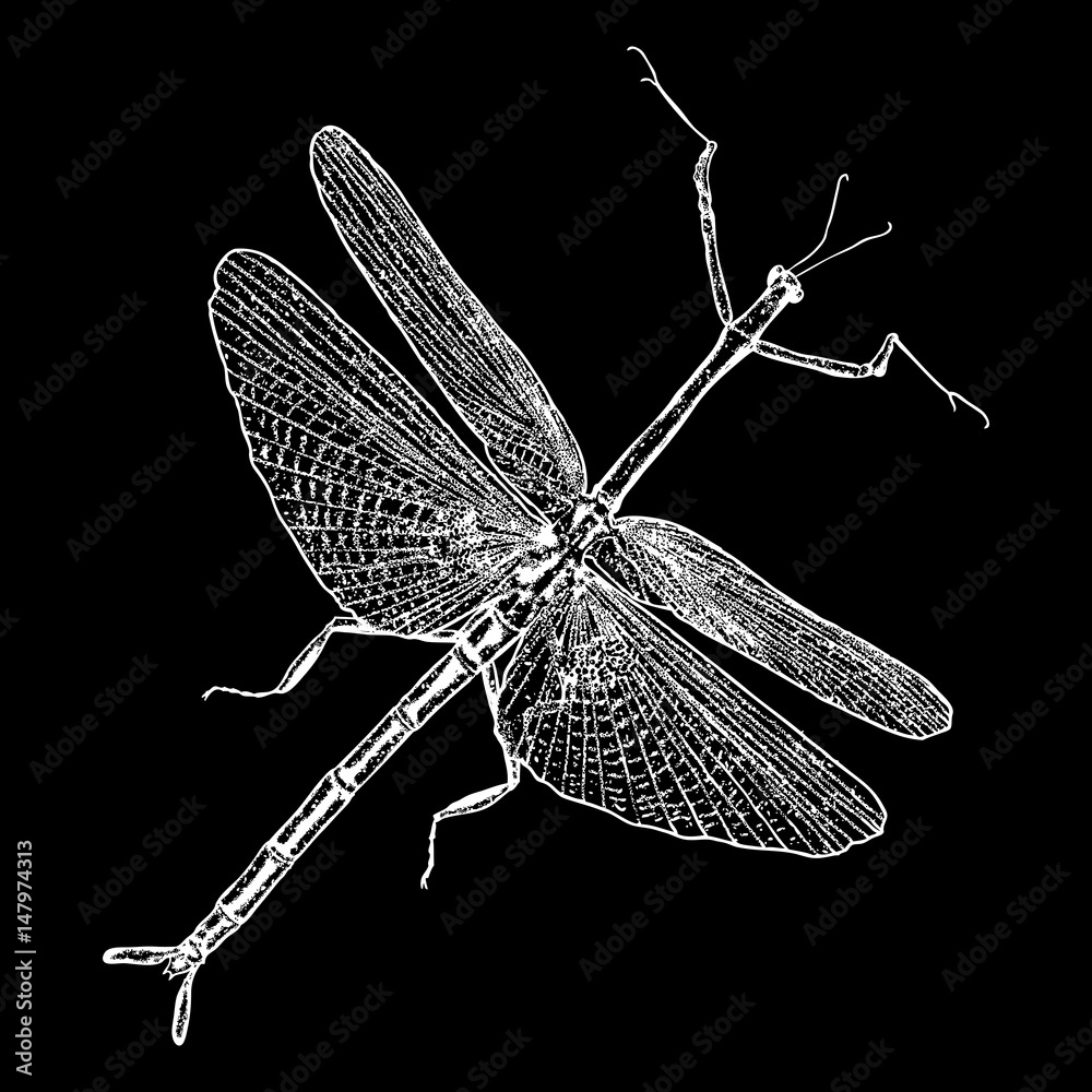 Insect with wings, flying bug. Vintage old hand drawn stippling and ...