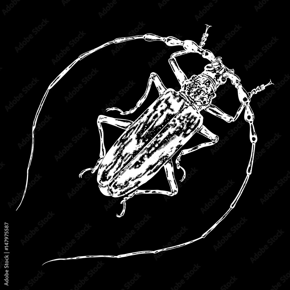 Insect, bug, scarab beetle. Vintage old hand drawn stippling and ...