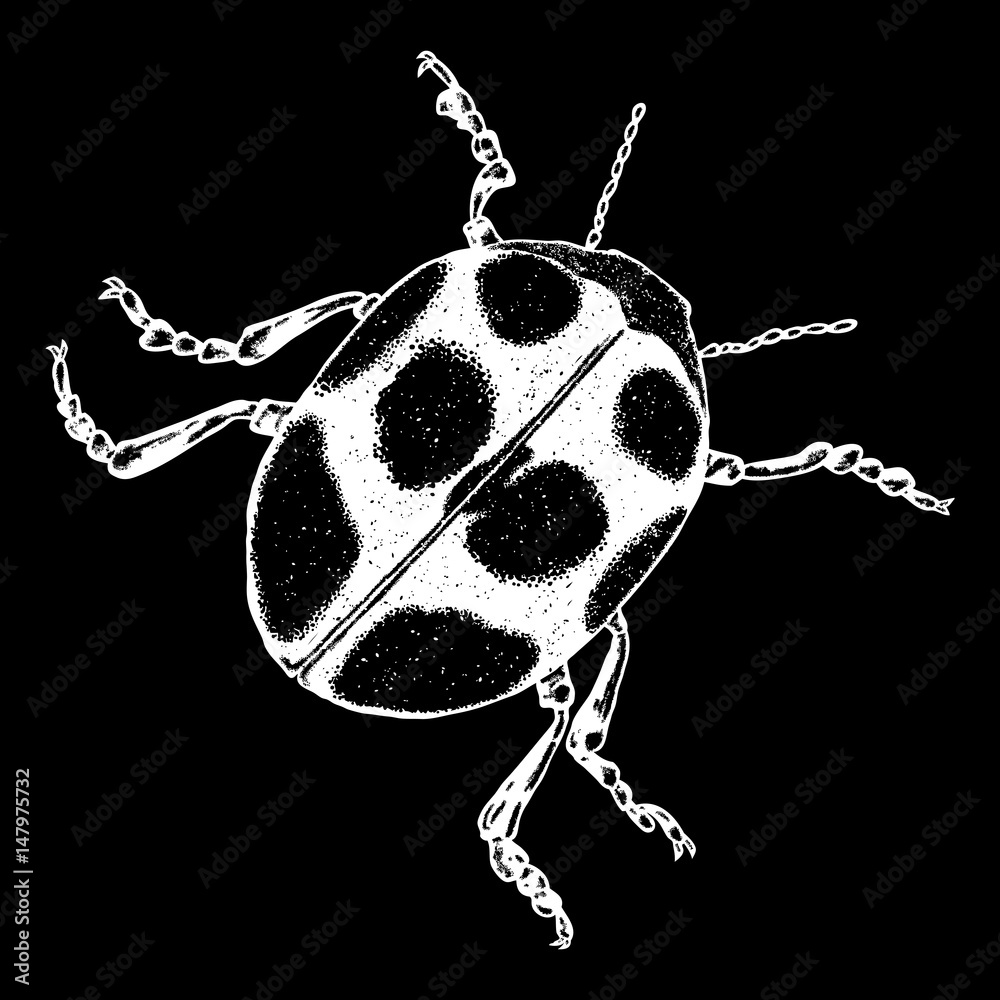 Insect, bug, scarab beetle. Vintage old hand drawn stippling and ...