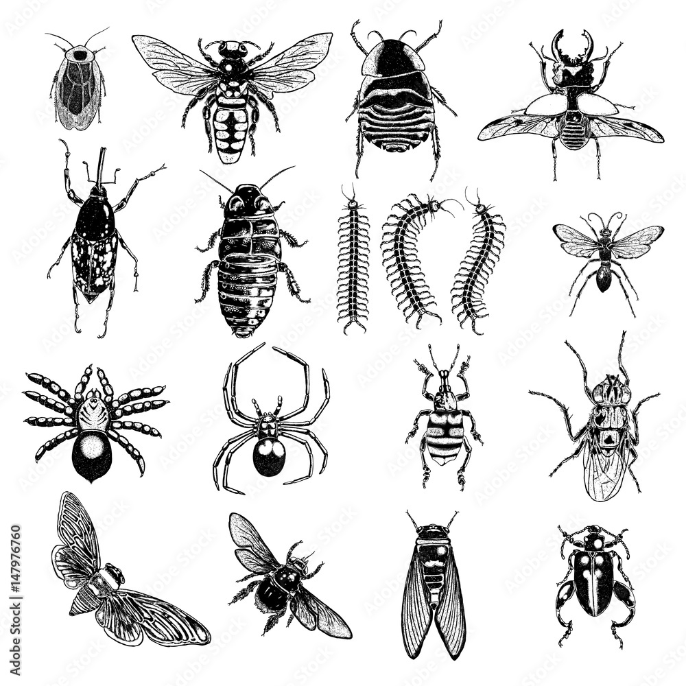 Insect stipple drawing set isolated. Insects and bugs collection in ...