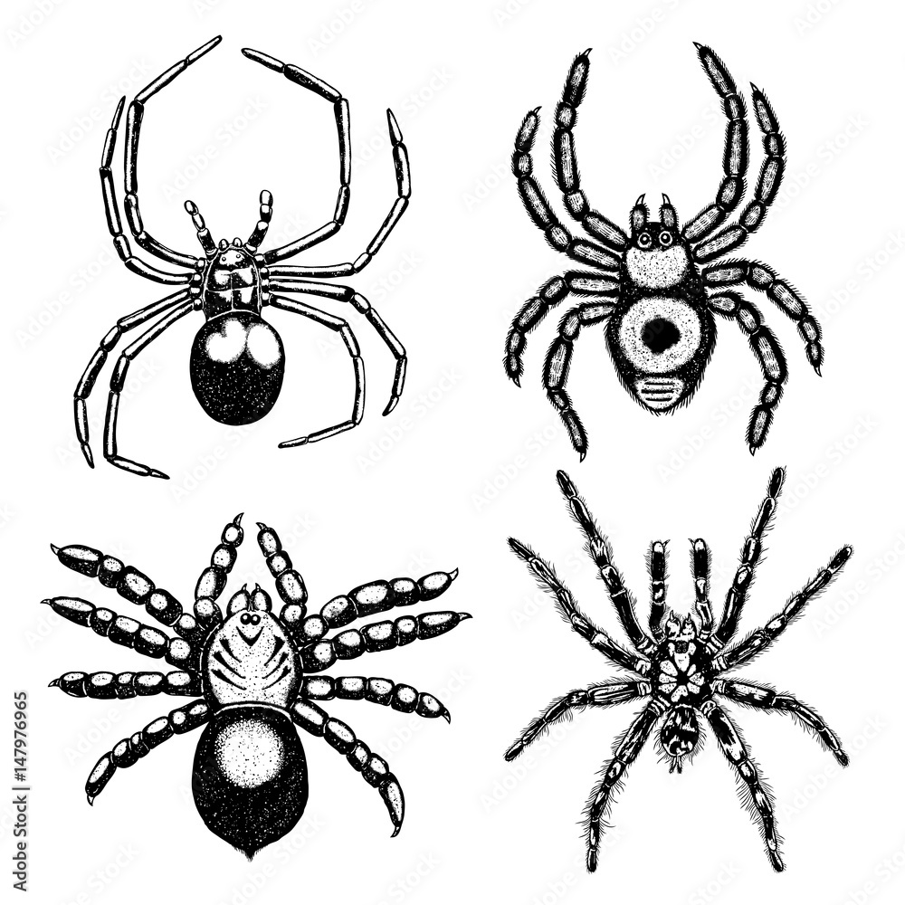 Spider Web Drawing Shading